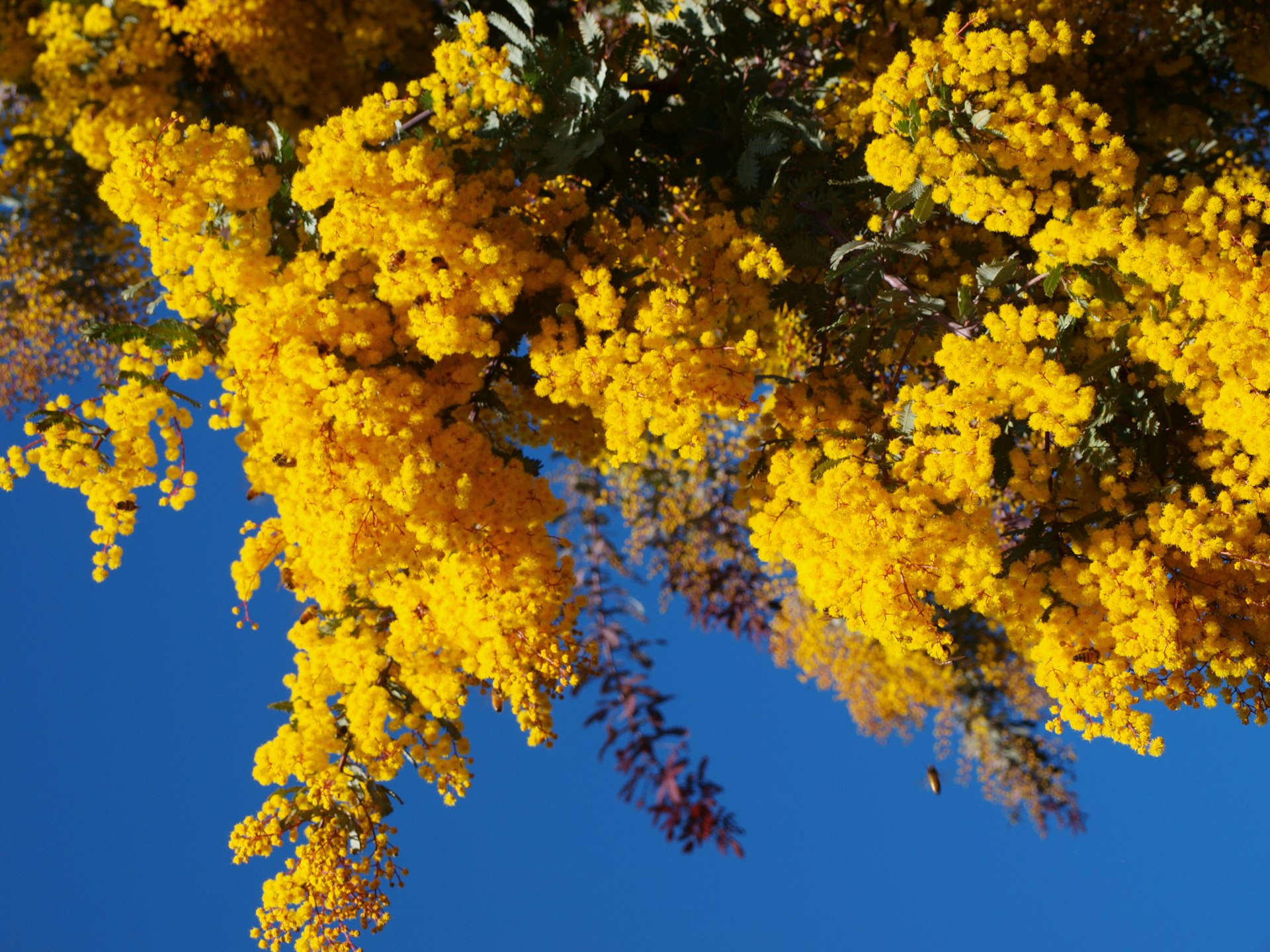 Mimosa Acacia dealbata | Flowers of Happiness GmbH